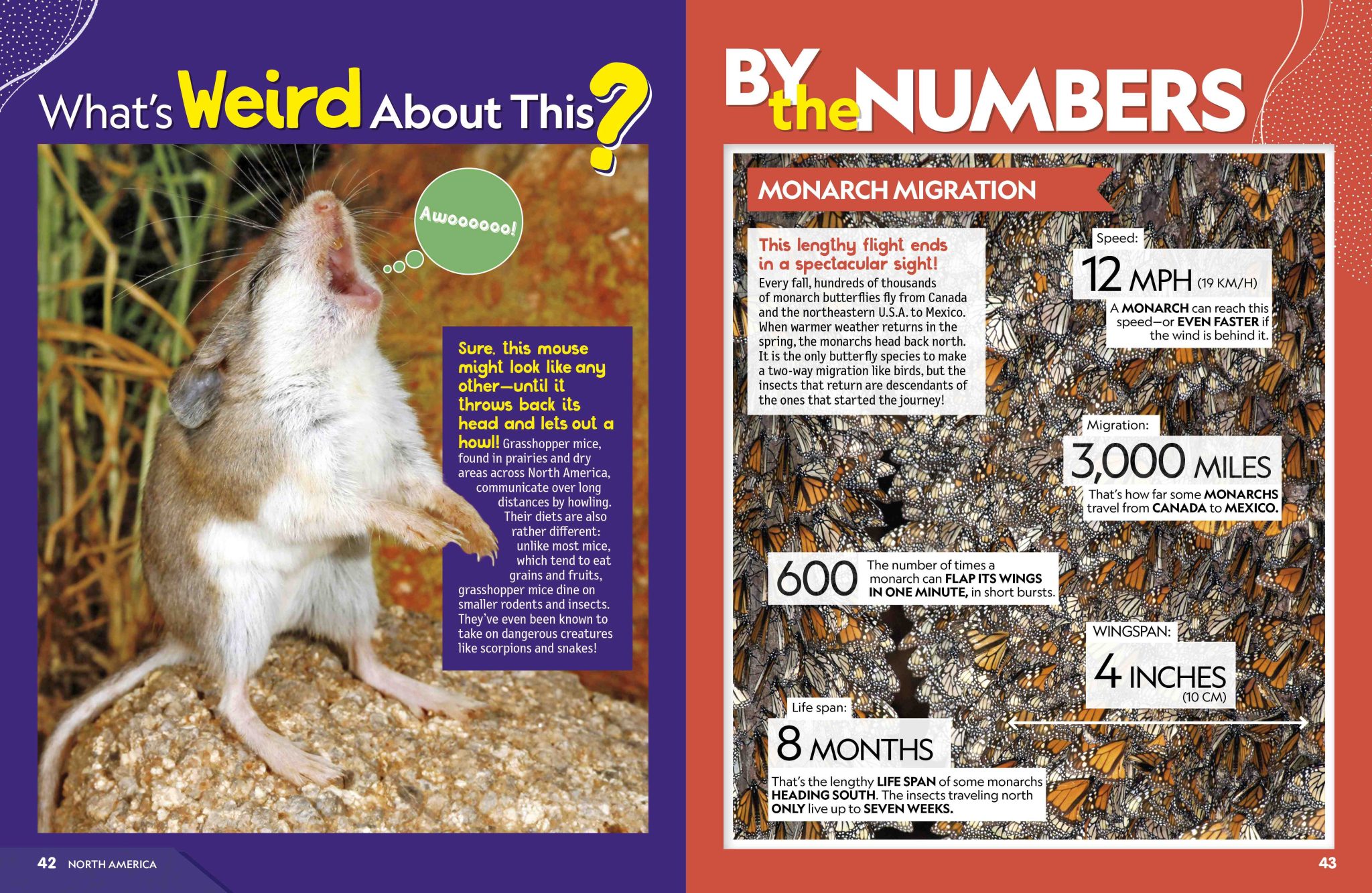 Weird But True World 2024 by National Geographic Kids - National ...